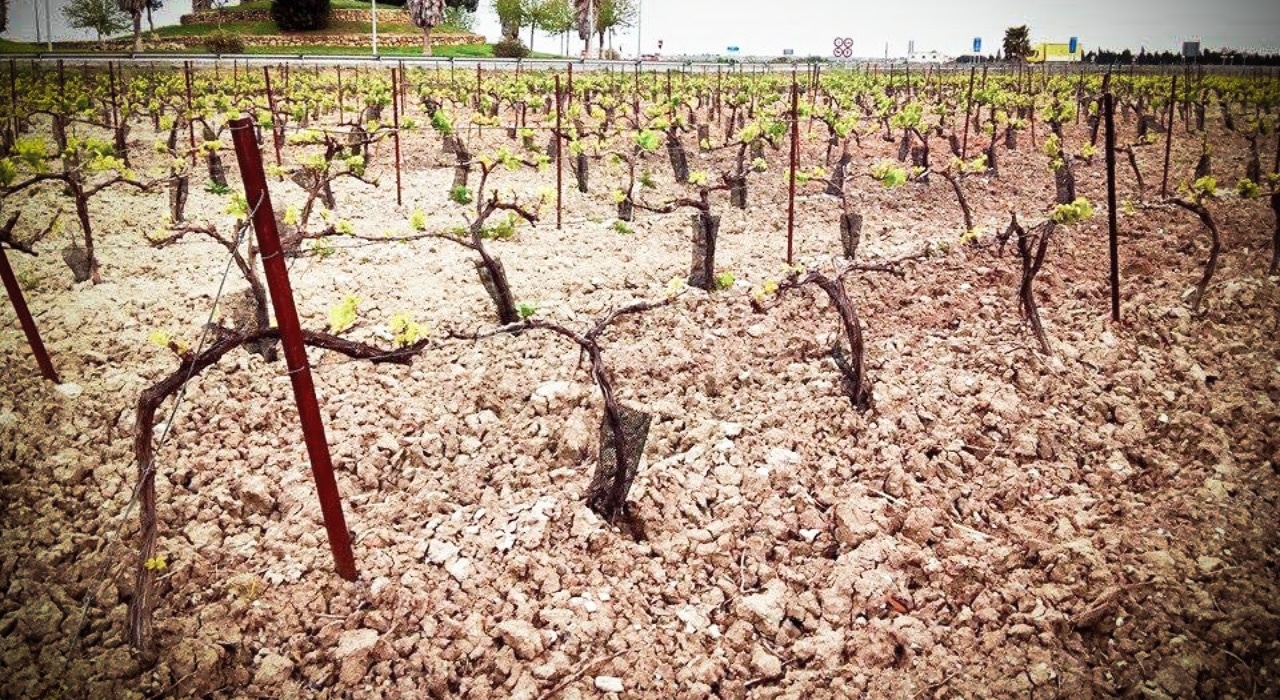 Vara y pulgar: vine growing and pruning | SherryNotes