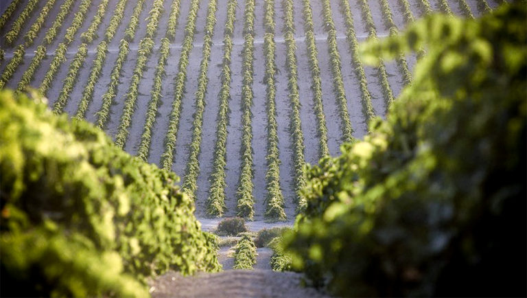 Types of albariza: Barajuela, Antehojuela, Tosca Cerrada...