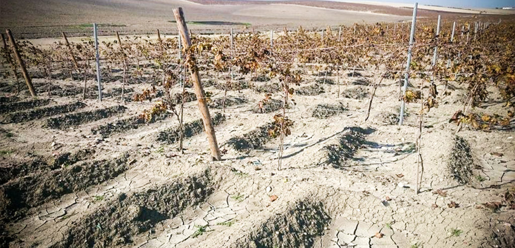 Albariza, Barros and Arenas | SherryNotes